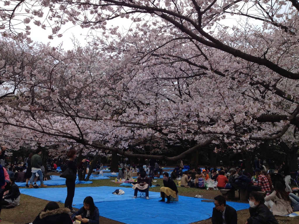 Cherry Blossom Viewing in Japan – Japan with the fam